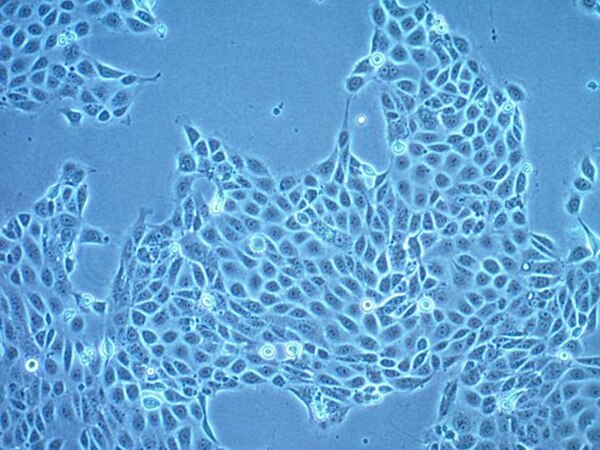 16HBE14o- Human Bronchial Epithelial Cell Line | SCC150